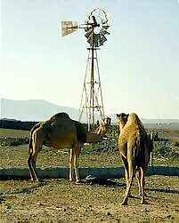 The Texas Camel Experiment